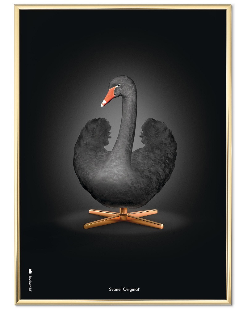 Svanen plakat fra Brainchild - Den sorte svane på sort baggrund